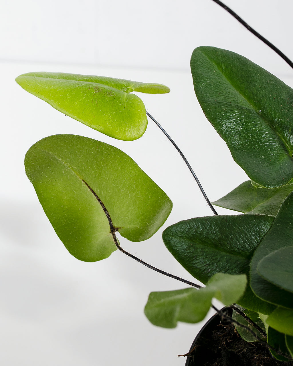 Heart Fern for Sale, Including Care Guide & Growing Tips