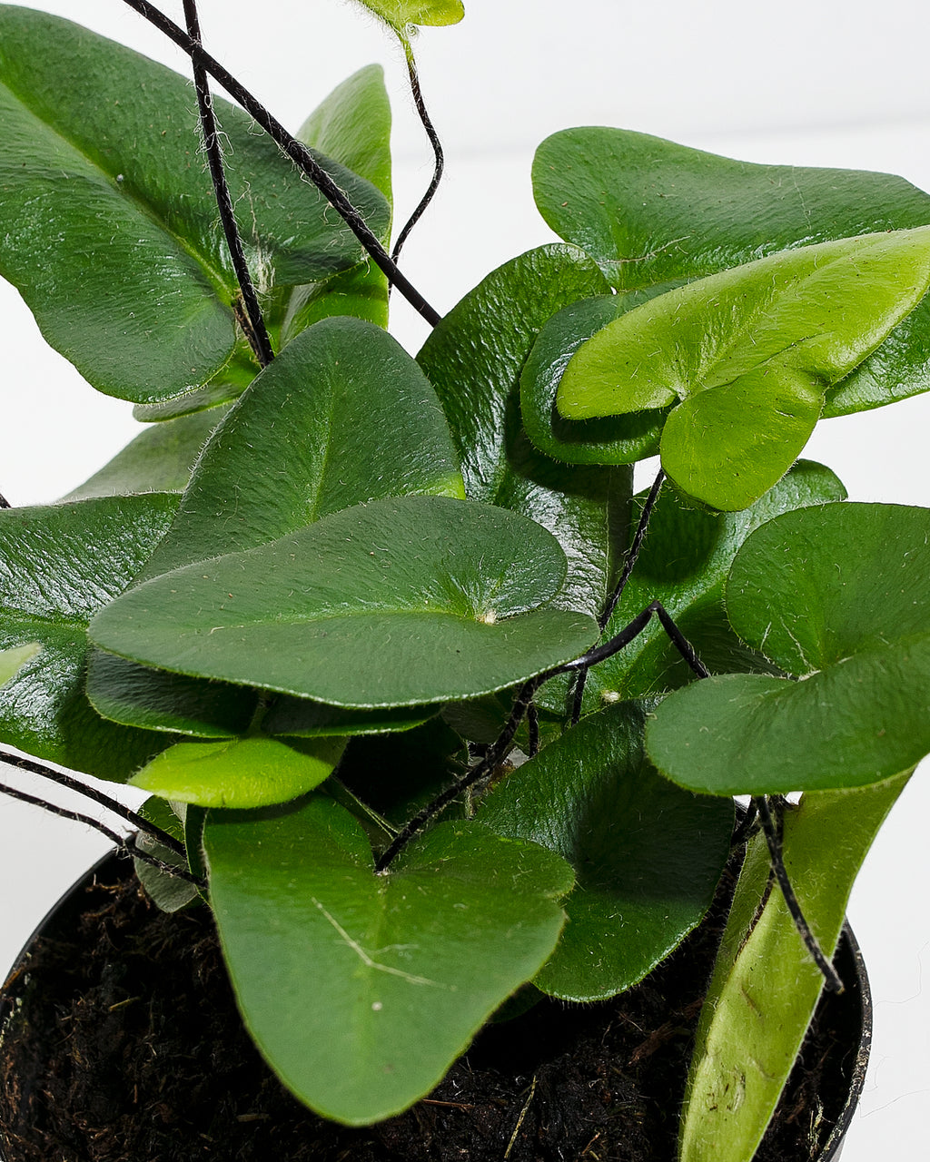 Heart Fern for Sale, Including Care Guide & Growing Tips