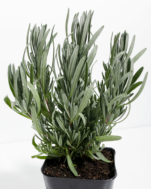 Mastering Olive Tree Care Indoors: A Complete Growing Guide