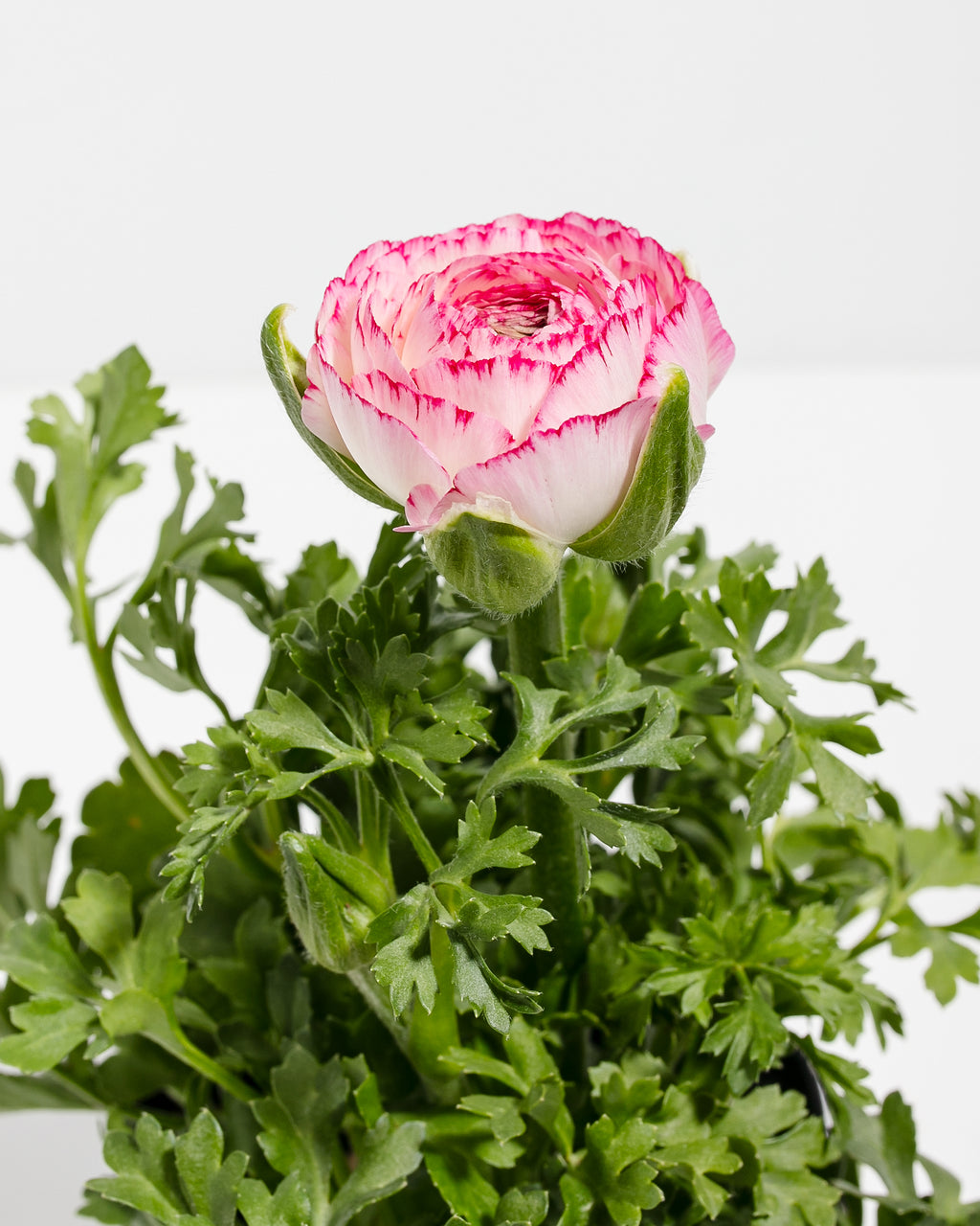 Ranunculus Premier | Persian Buttercup Plant | Lively Root