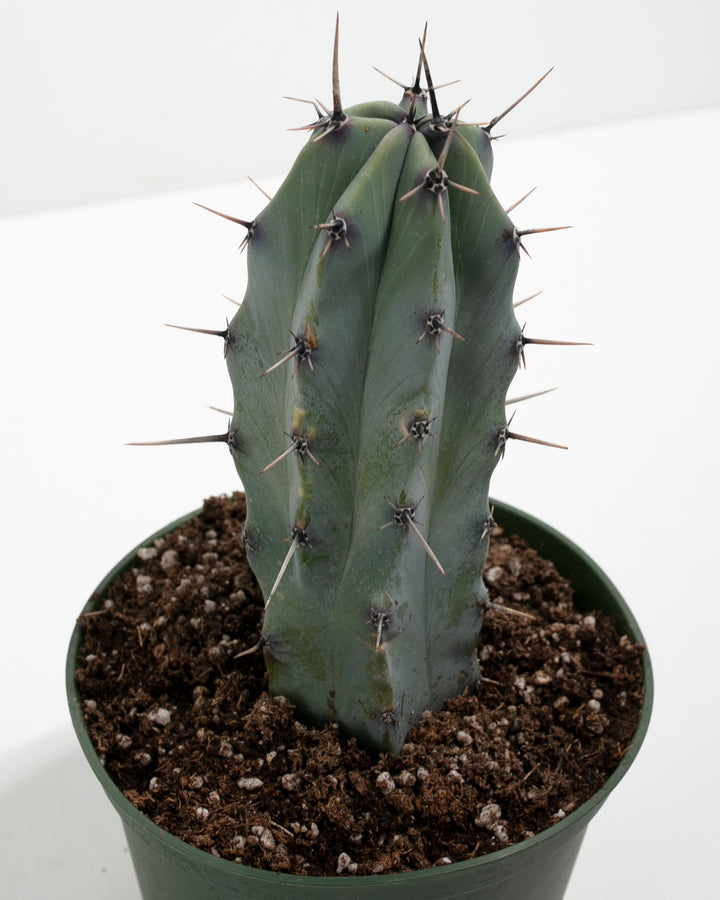 Medium Cactus Assorted | Lively Root