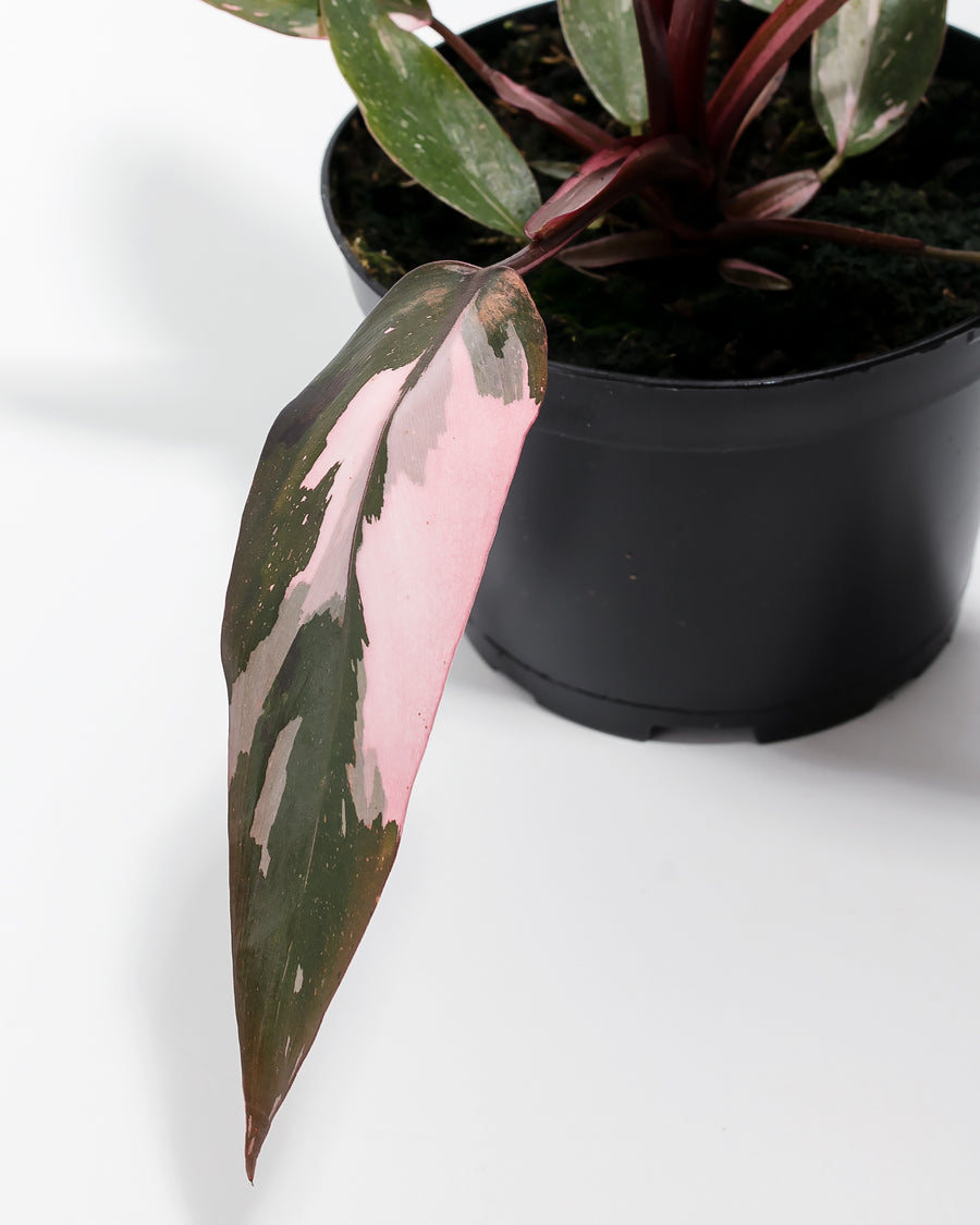 Pink Princess Philodendron | Rare Plants | Lively Root