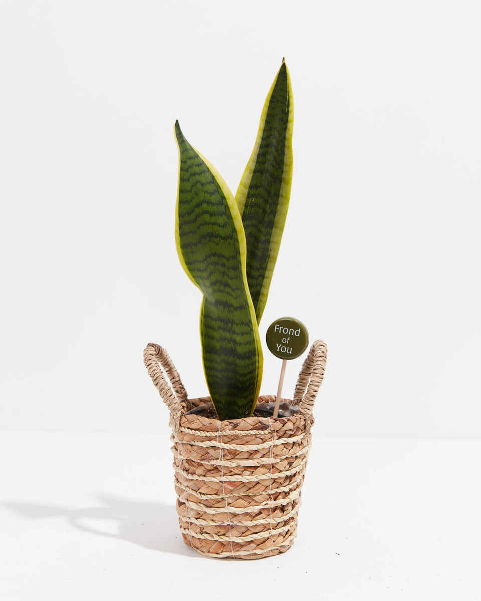 Plant Picks For A Purpose | Lively Root
