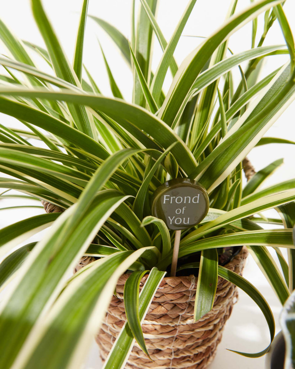 Plant Picks For A Purpose | Lively Root