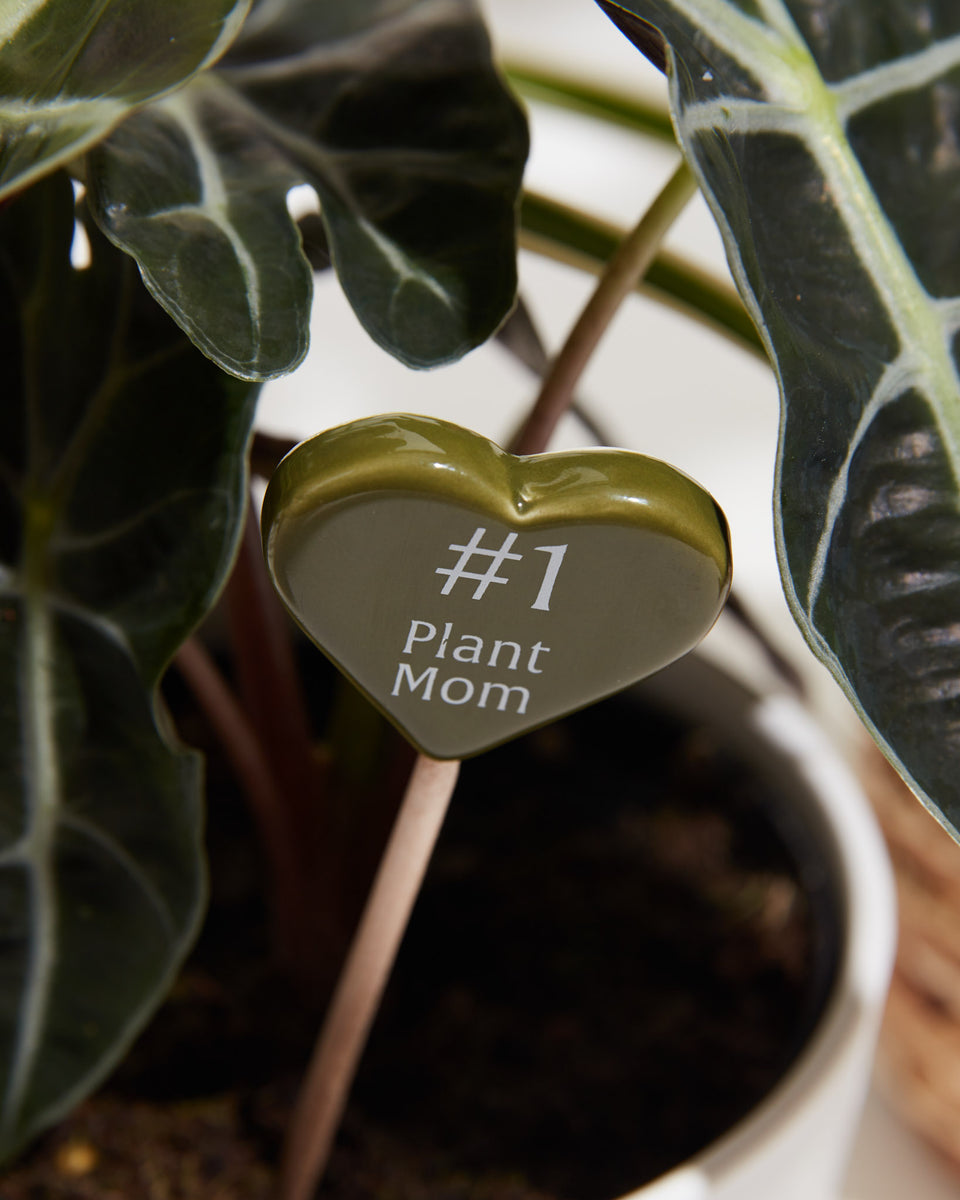 Plant Picks For A Purpose | Lively Root