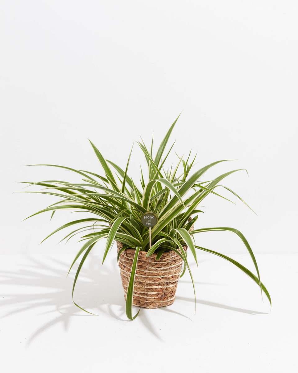Plant Picks For A Purpose | Lively Root