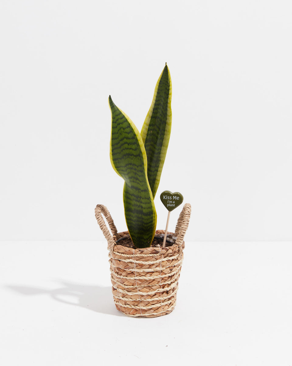 Plant Picks For A Purpose | Lively Root