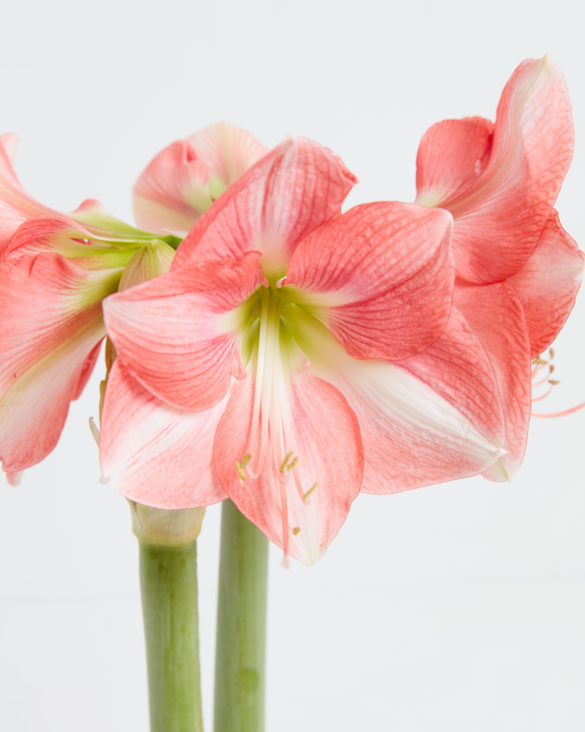 Pink Amaryllis Flower