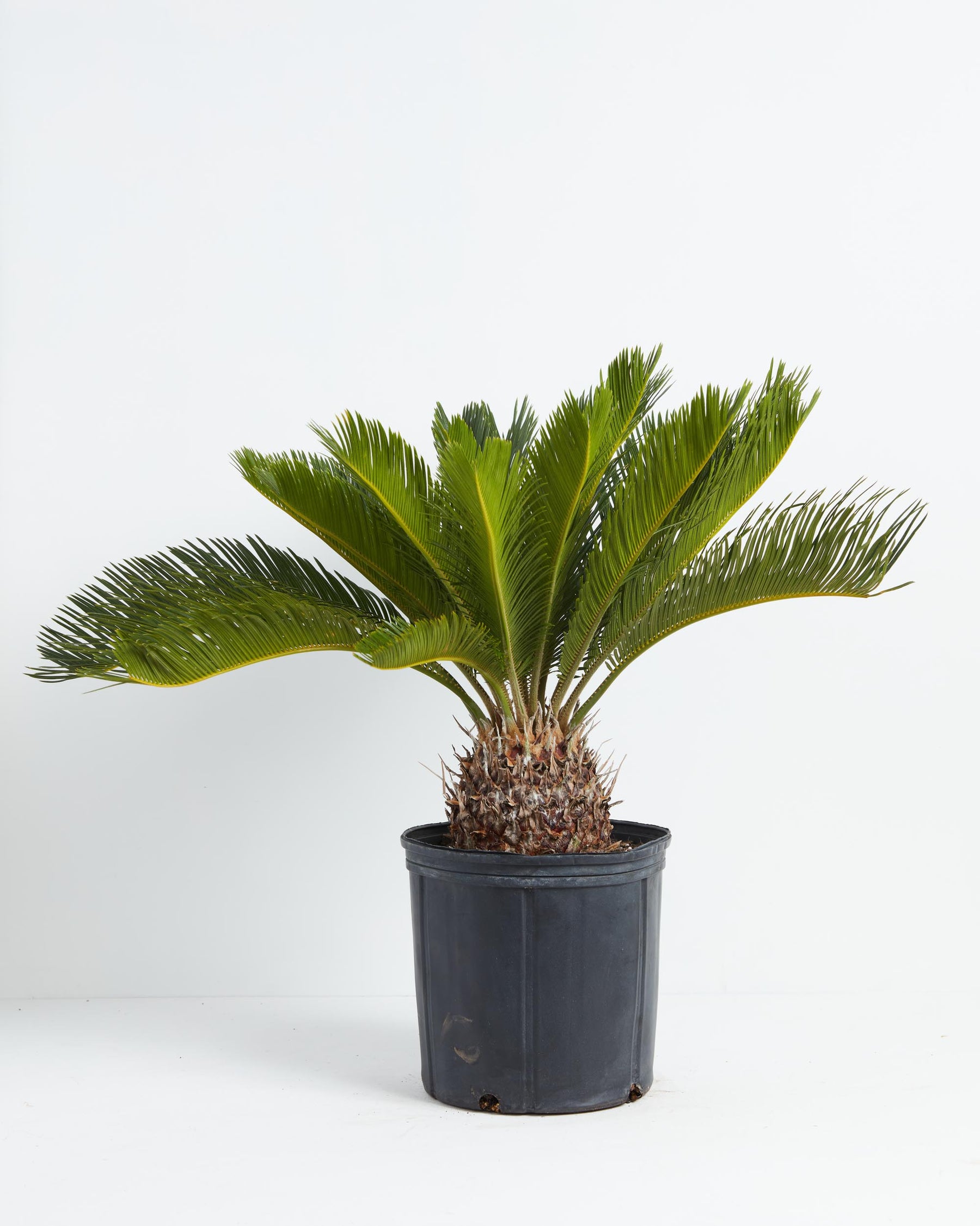 Sago Palm For Sale | Palm Trees | Lively Root