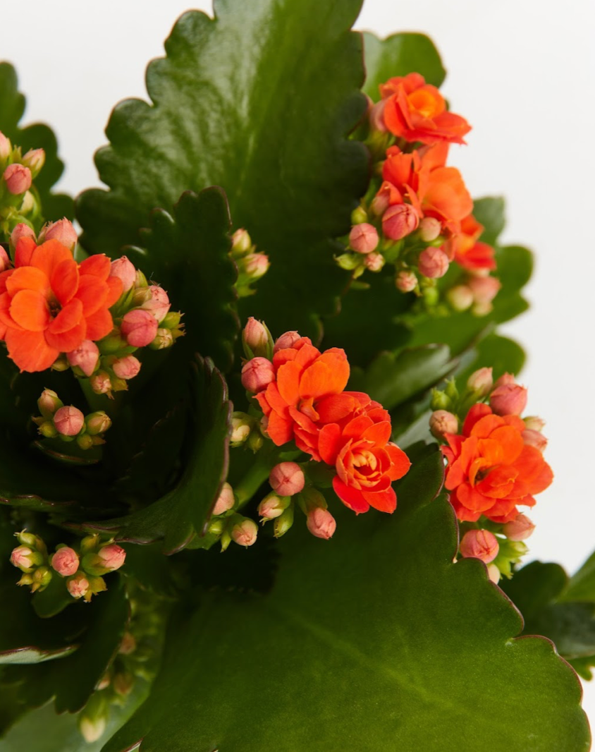 Calandiva Plant For Sale, Including Care Guide | Lively Root