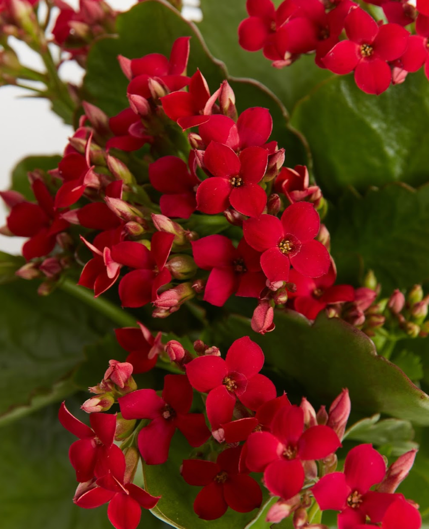 Calandiva Plant For Sale, Including Care Guide | Lively Root