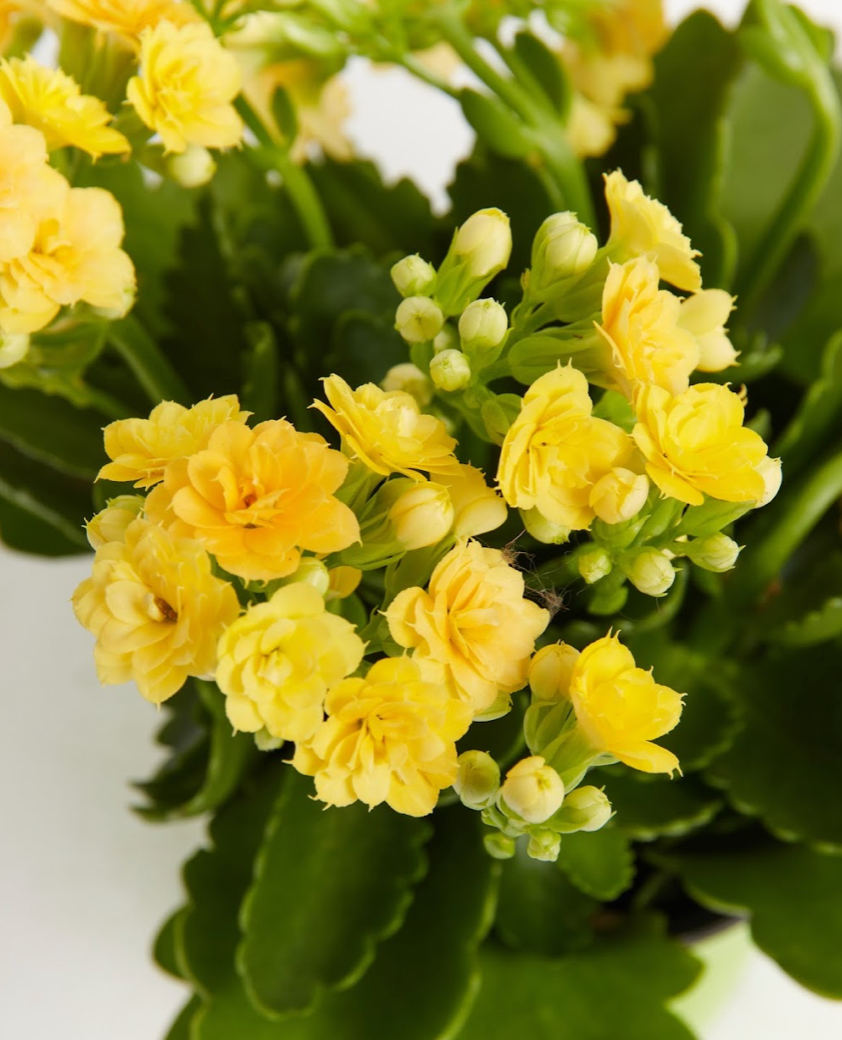 Calandiva Plant For Sale, Including Care Guide | Lively Root