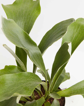 How to Grow and Care for your Staghorn Fern | Lively Root