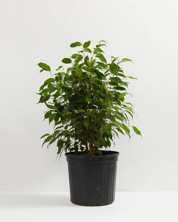 Ficus Benjamina Weeping Fig | Indoor Plants | Lively Root