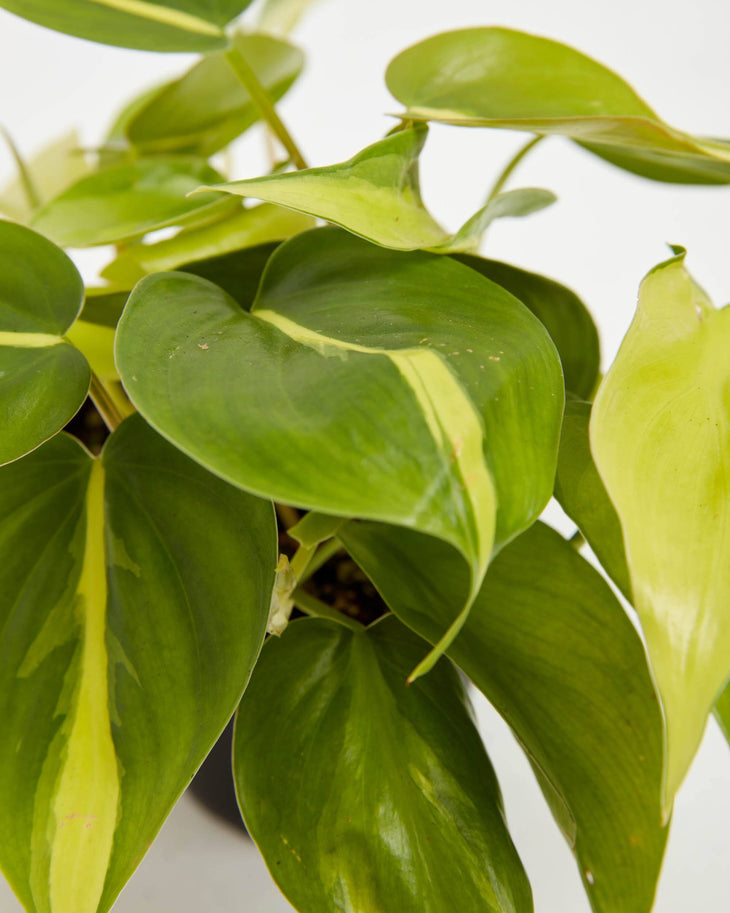 Philodendron Vine "Lemon Lime" For Sale Including Care Guide