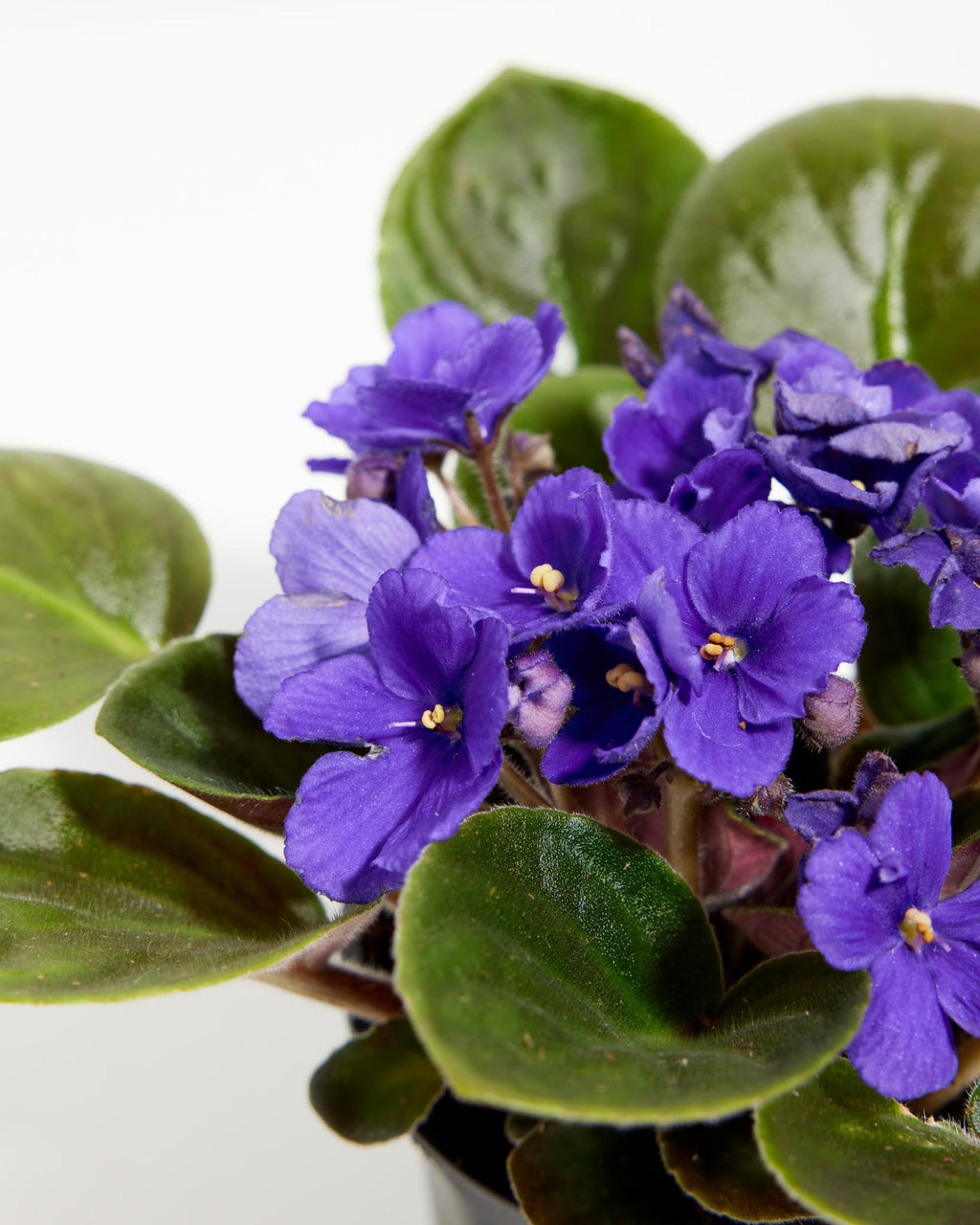 African Violet Four Pack | Blooms Bundle | Lively Root