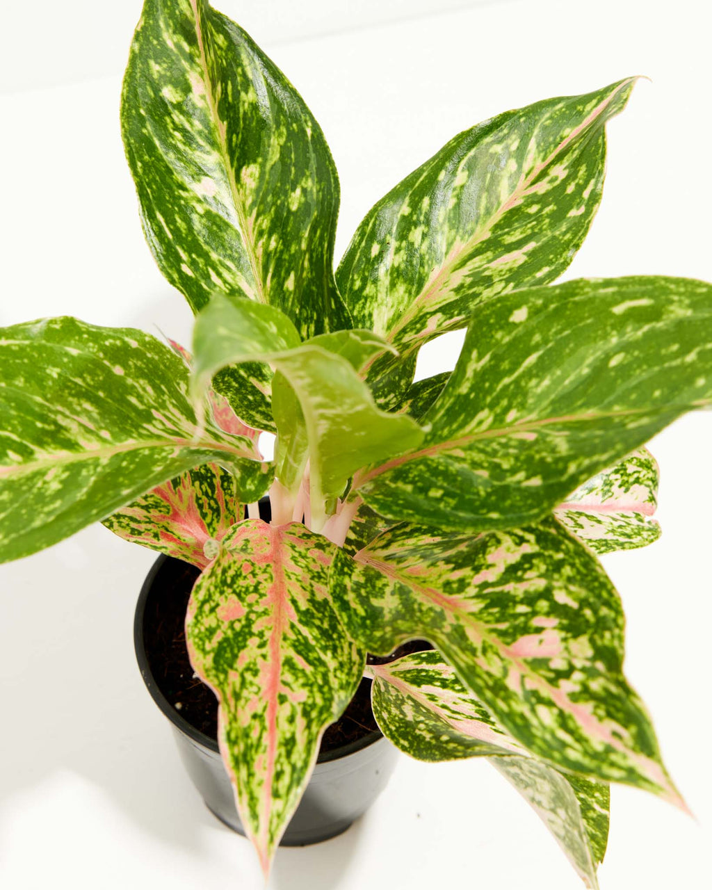Chinese Evergreen | Indoor Plants | Lively Root