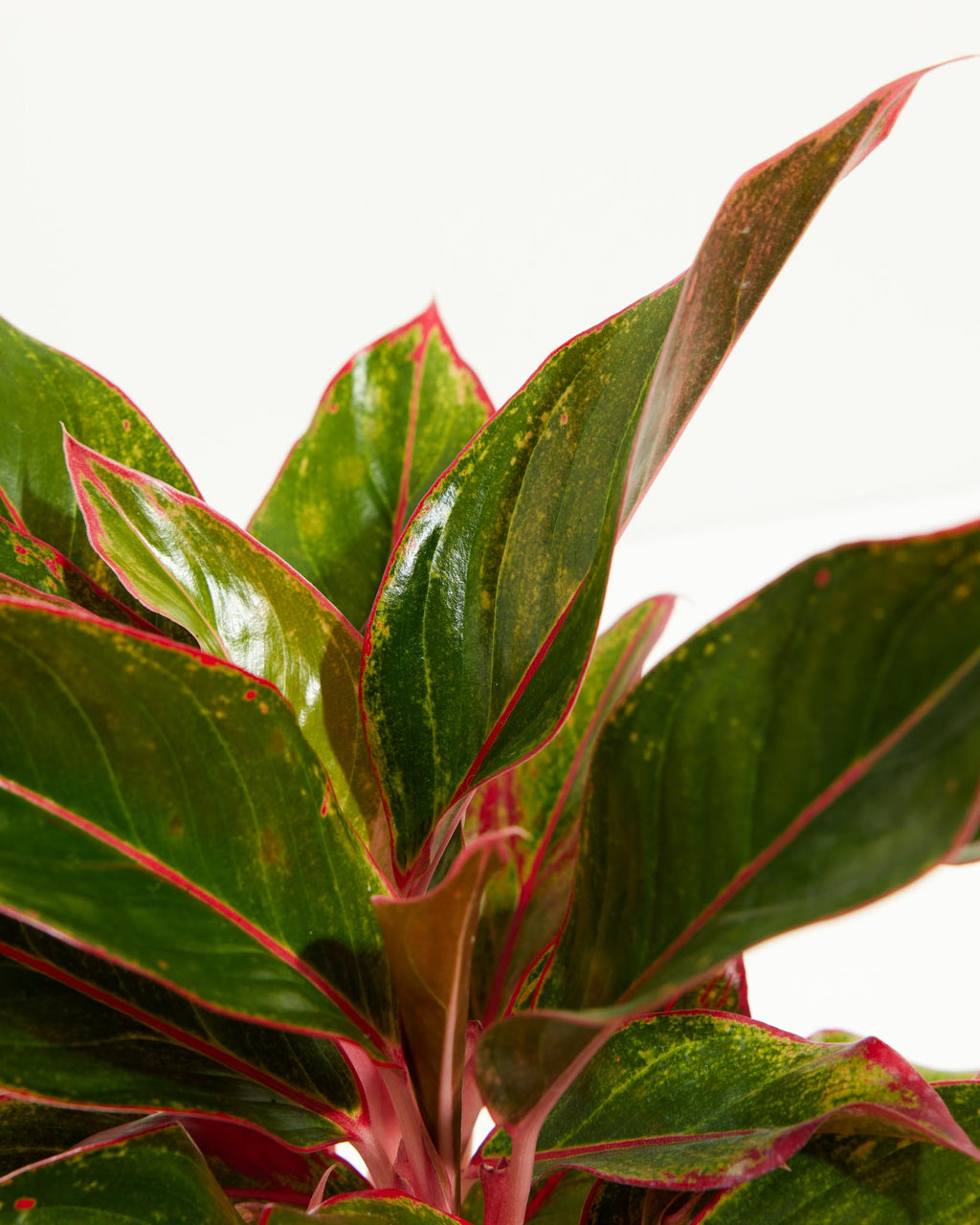 Aglaonema Red Siam For Sale Including Care Guide