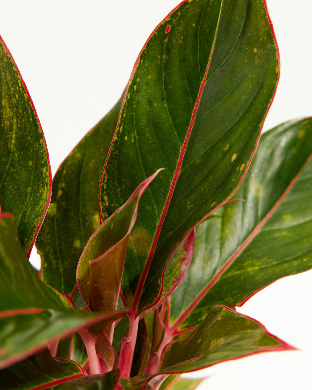 Aglaonema Red Siam For Sale Including Care Guide
