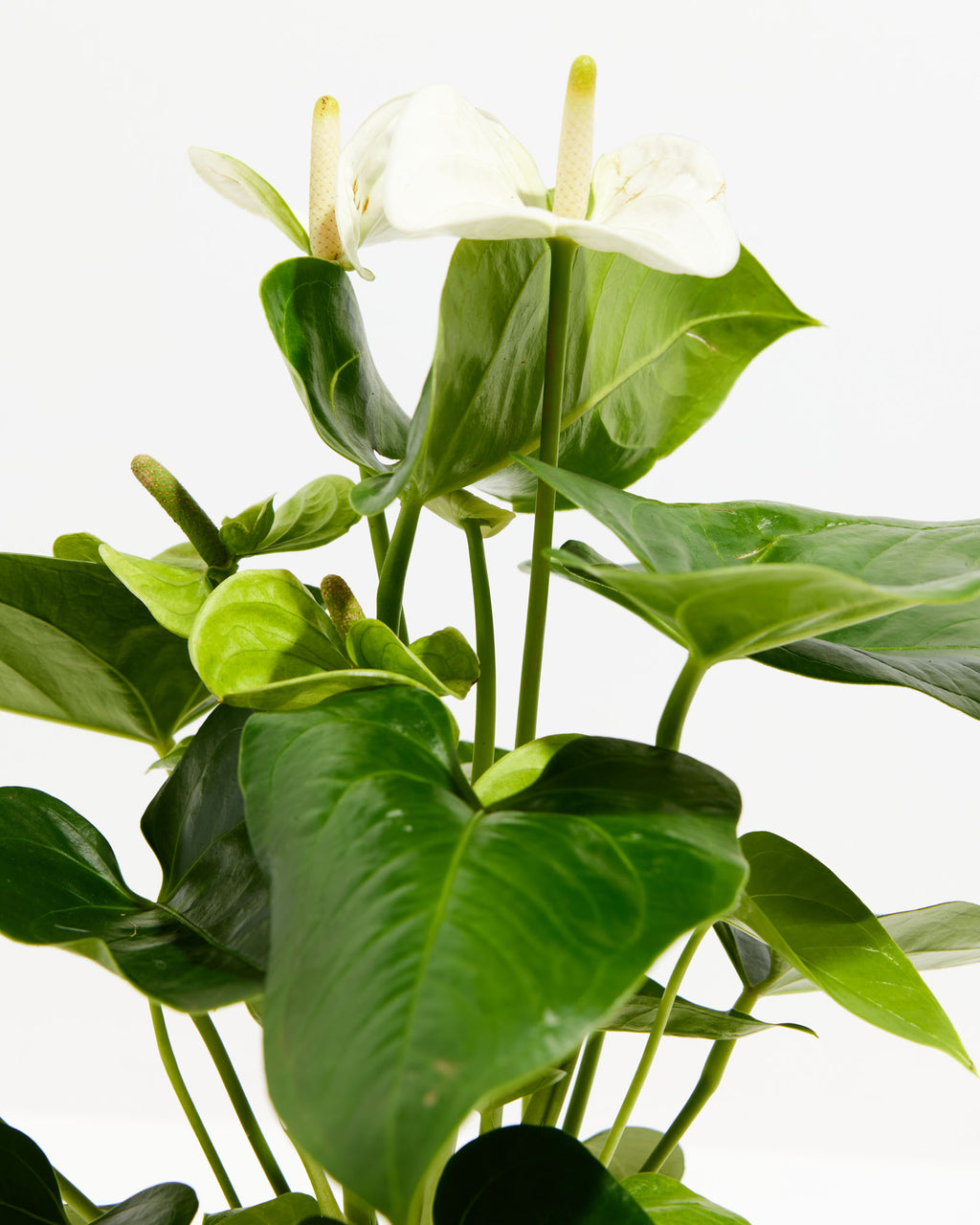 White Anthurium Plant