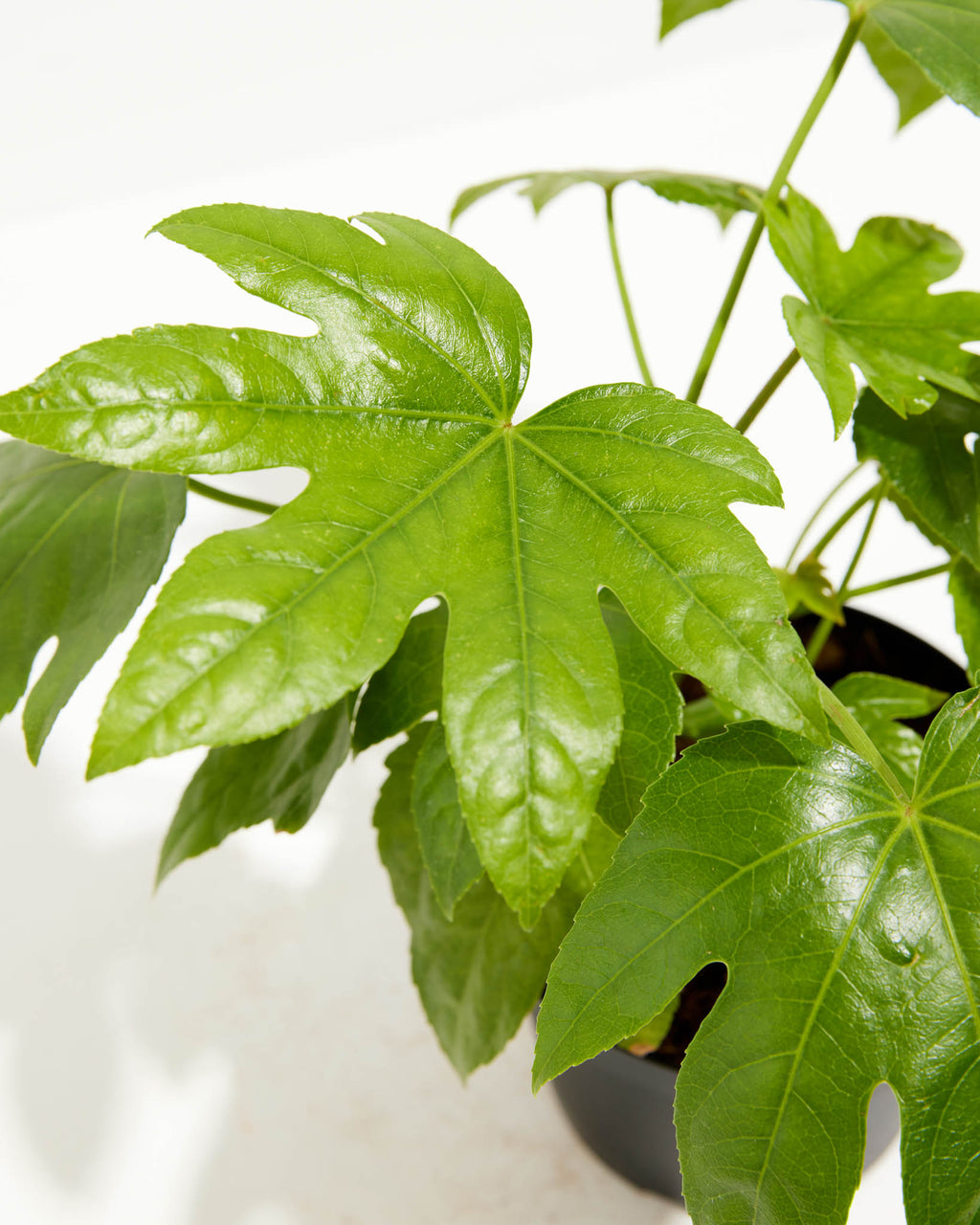 Fatsia