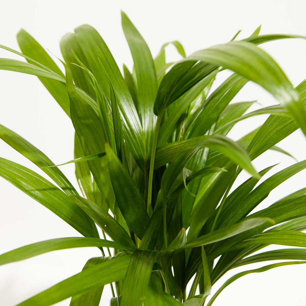 Areca Palm Tree for Sale | Lively Root