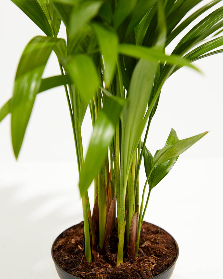Areca Palm Tree for Sale | Lively Root