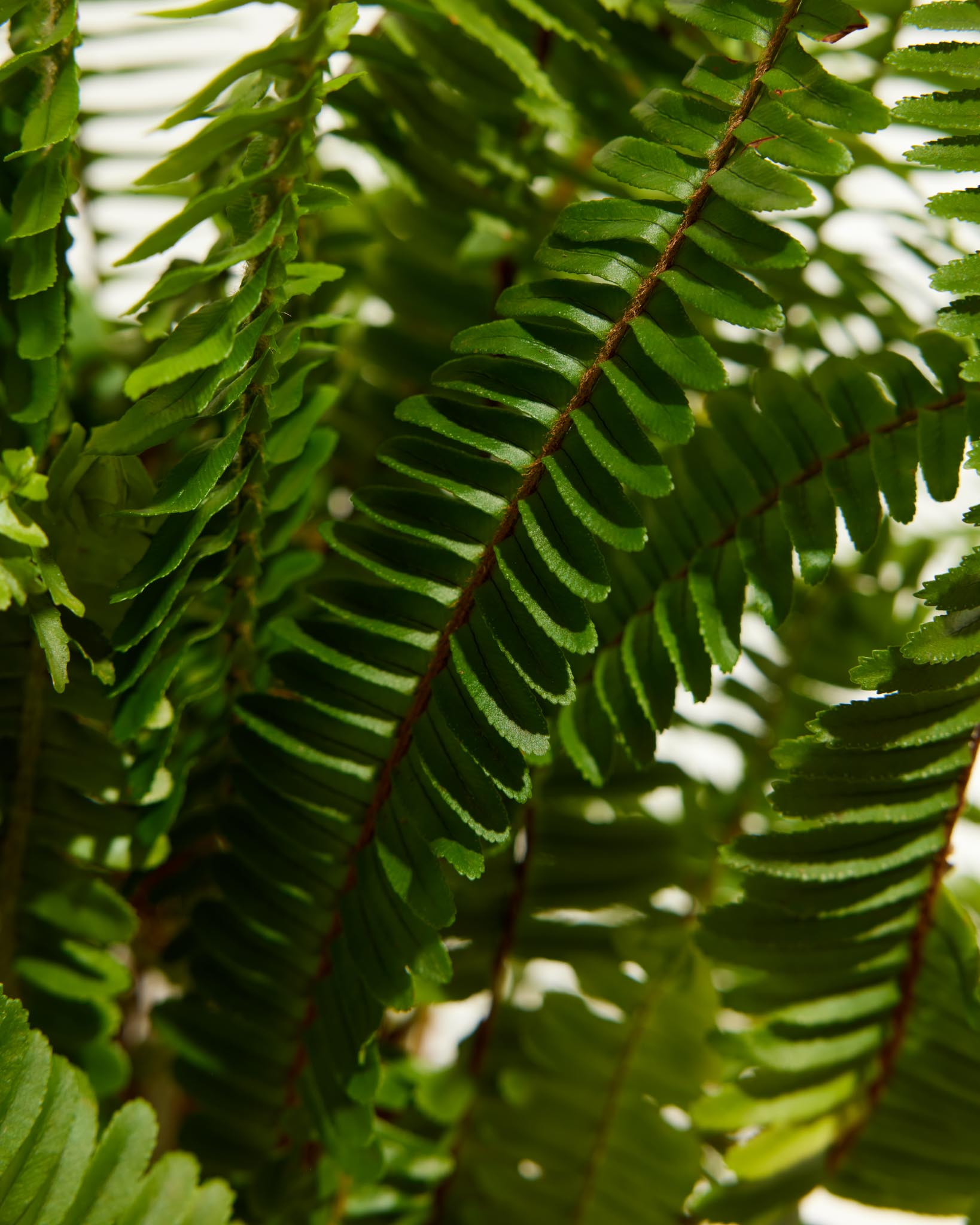 Boston Fern Plant | Ferns for Sale | Including Care Guide