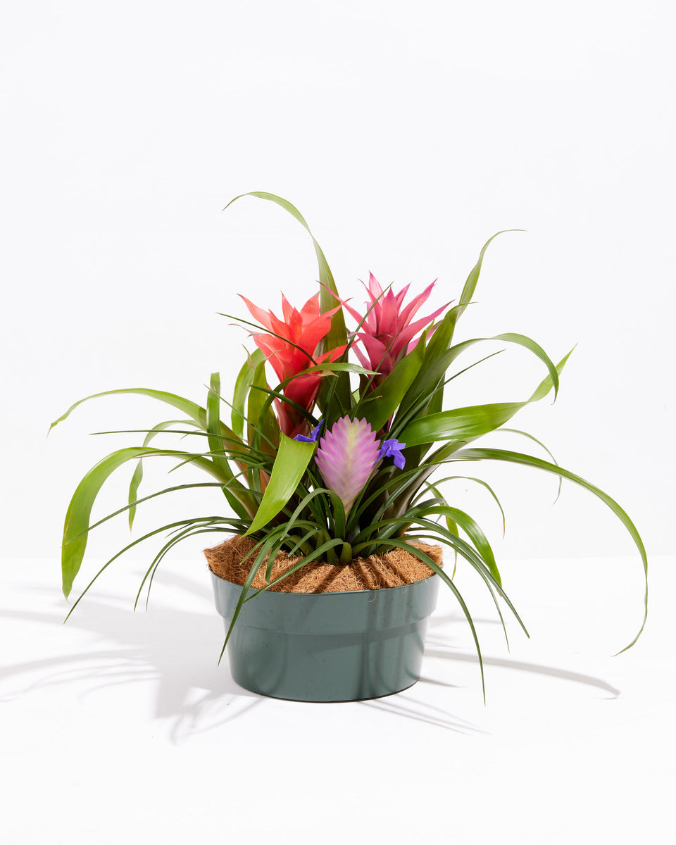 Growers Choice Centerpiece | Bromeliads | Lively Root