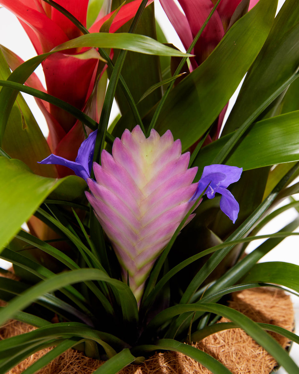 Growers Choice Centerpiece | Bromeliads | Lively Root