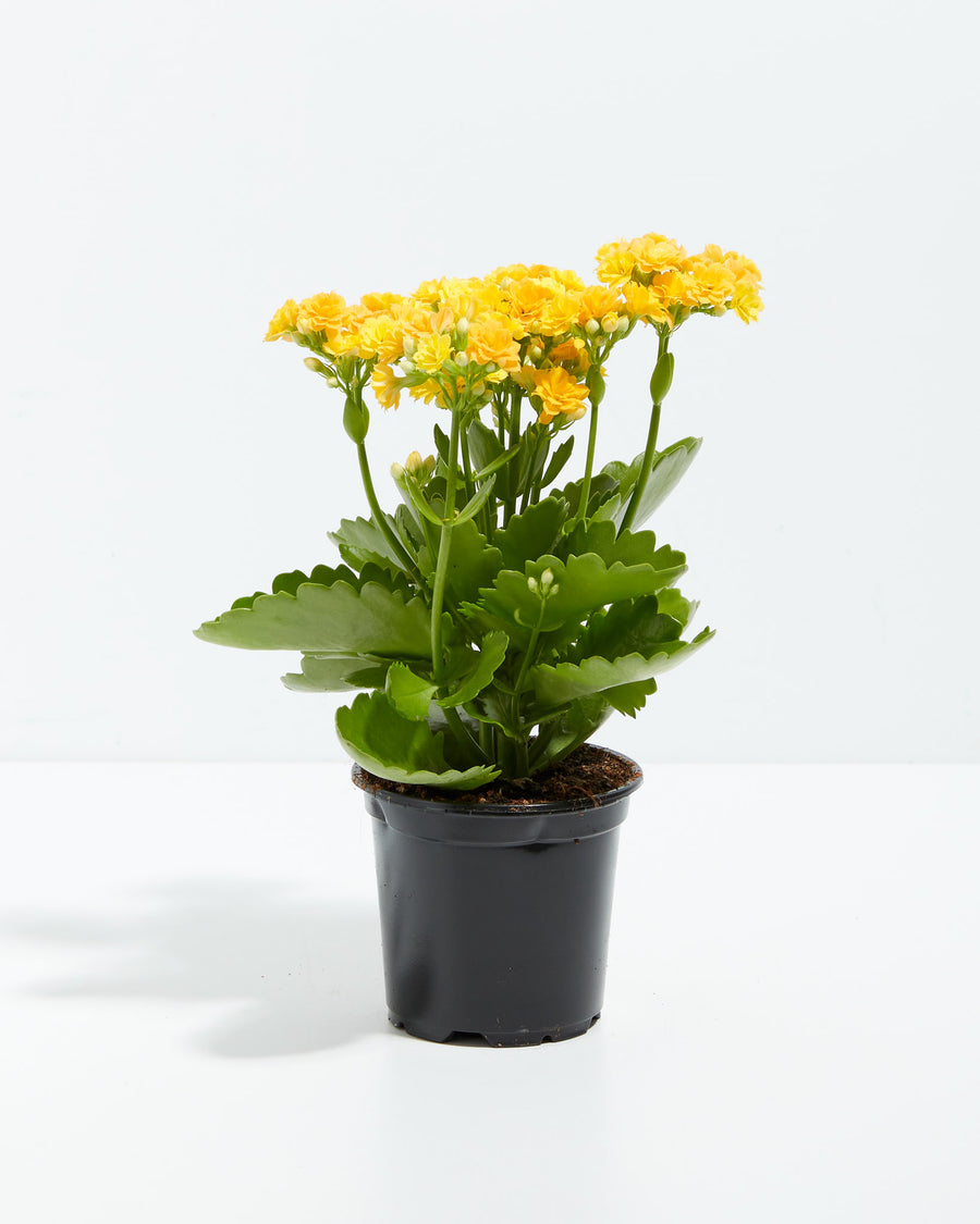 Calandiva Plant For Sale, Including Care Guide | Lively Root