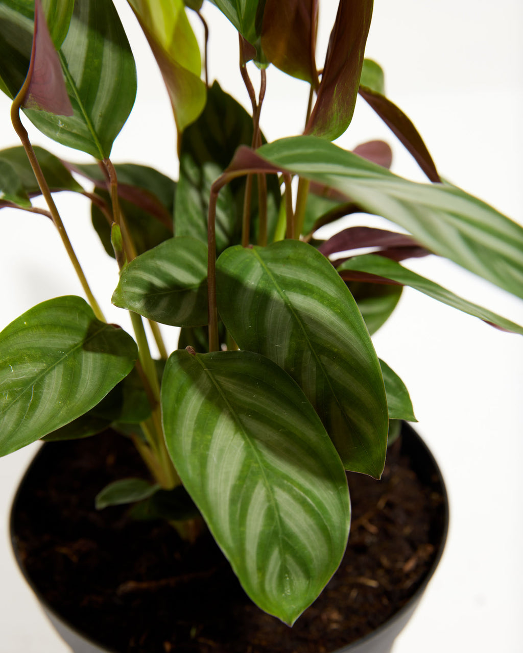 Calathea Setosa (Compact Star) For Sale Including Care Guide