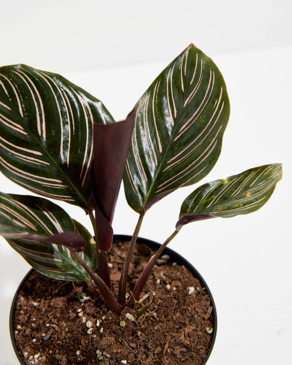 Calathea Ornata Pink Pinstripe | Lively Root