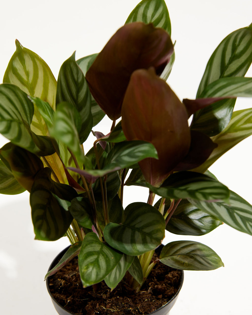 Calathea Setosa (Compact Star) For Sale Including Care Guide