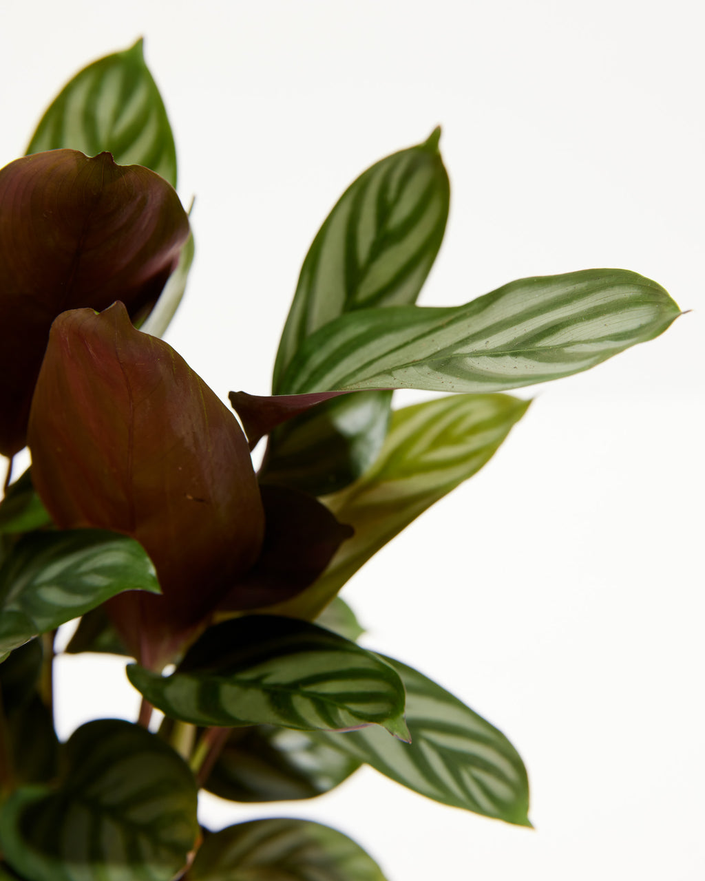 Calathea Setosa (Compact Star) For Sale Including Care Guide