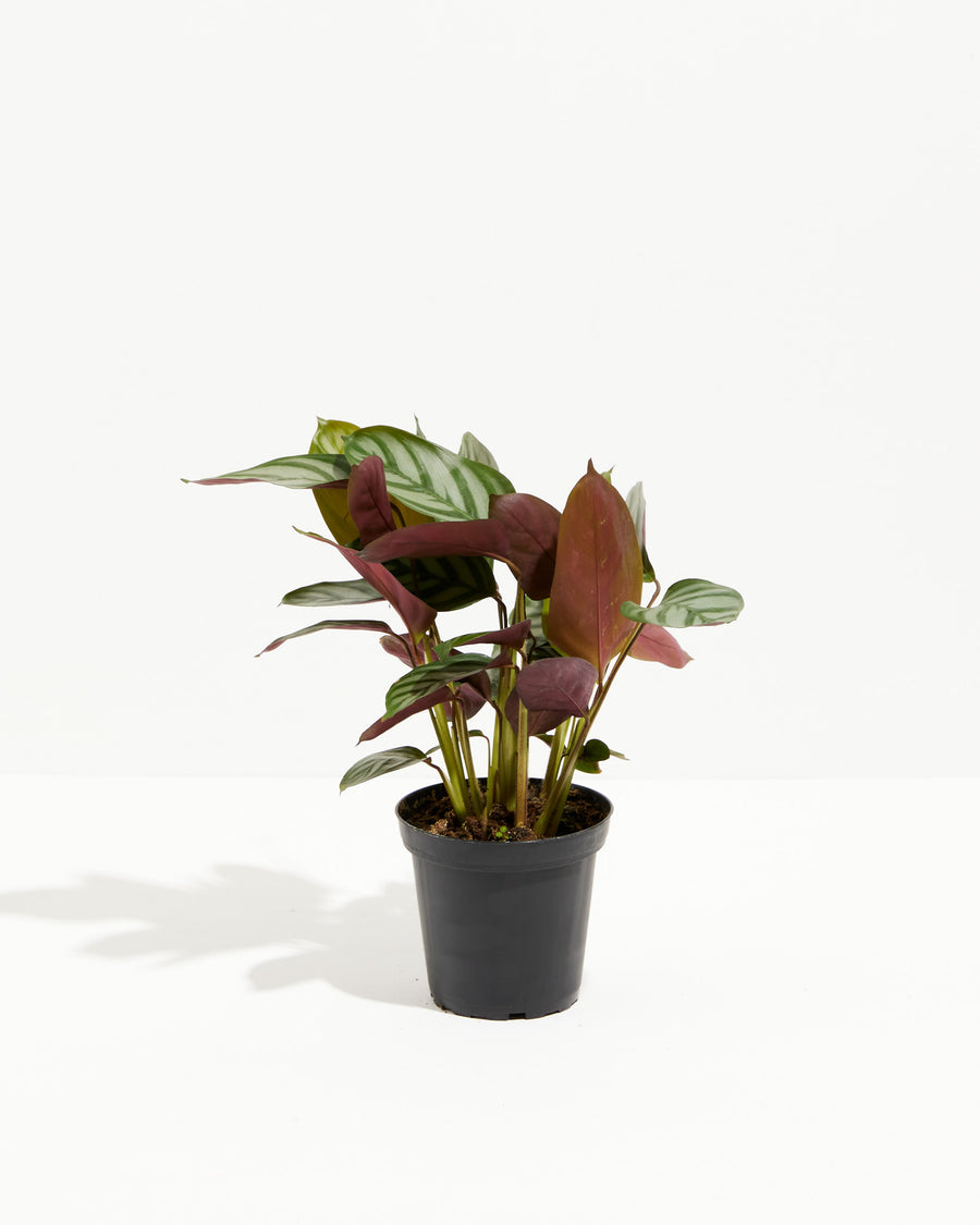 Calathea Setosa (Compact Star) For Sale Including Care Guide