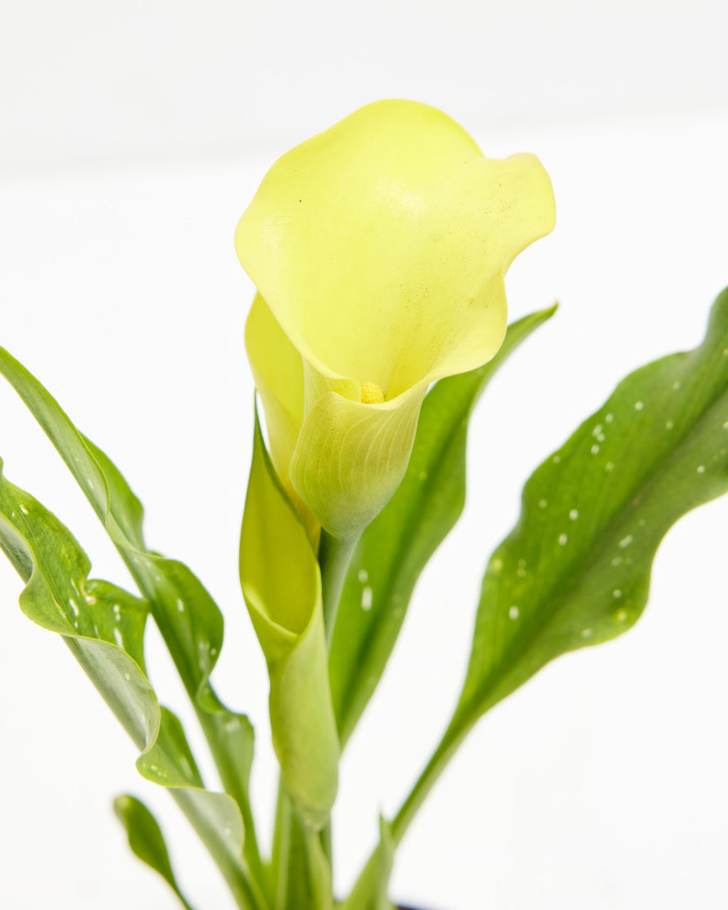 Sympathy Blooms Collection | Yellow Calla Lily & Peace Lily | Lively Root