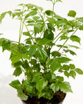 China Doll Plants for Delivery | Serpent Tree | Emerald Tree