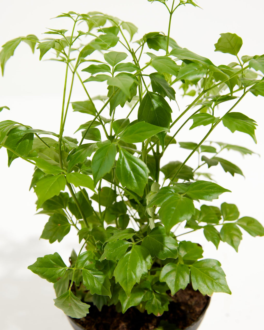 China Doll Tree House Plant