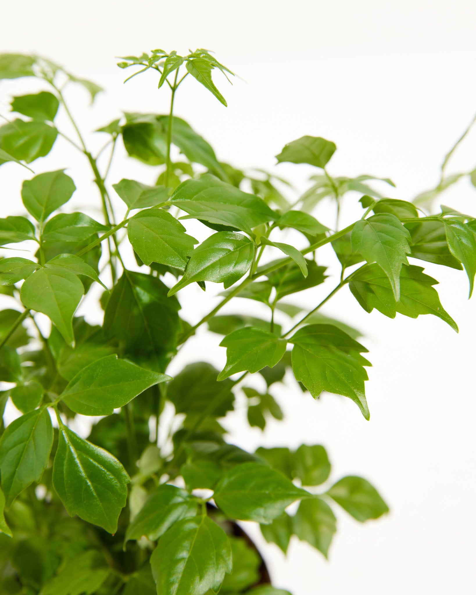 China Doll Plants for Delivery | Serpent Tree | Emerald Tree