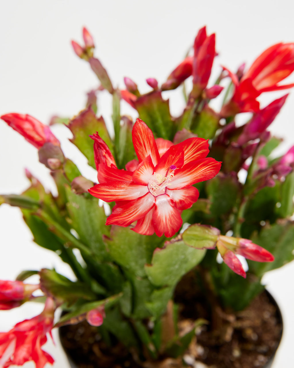 Red Christmas Cactus | Holiday Plants | Lively Root