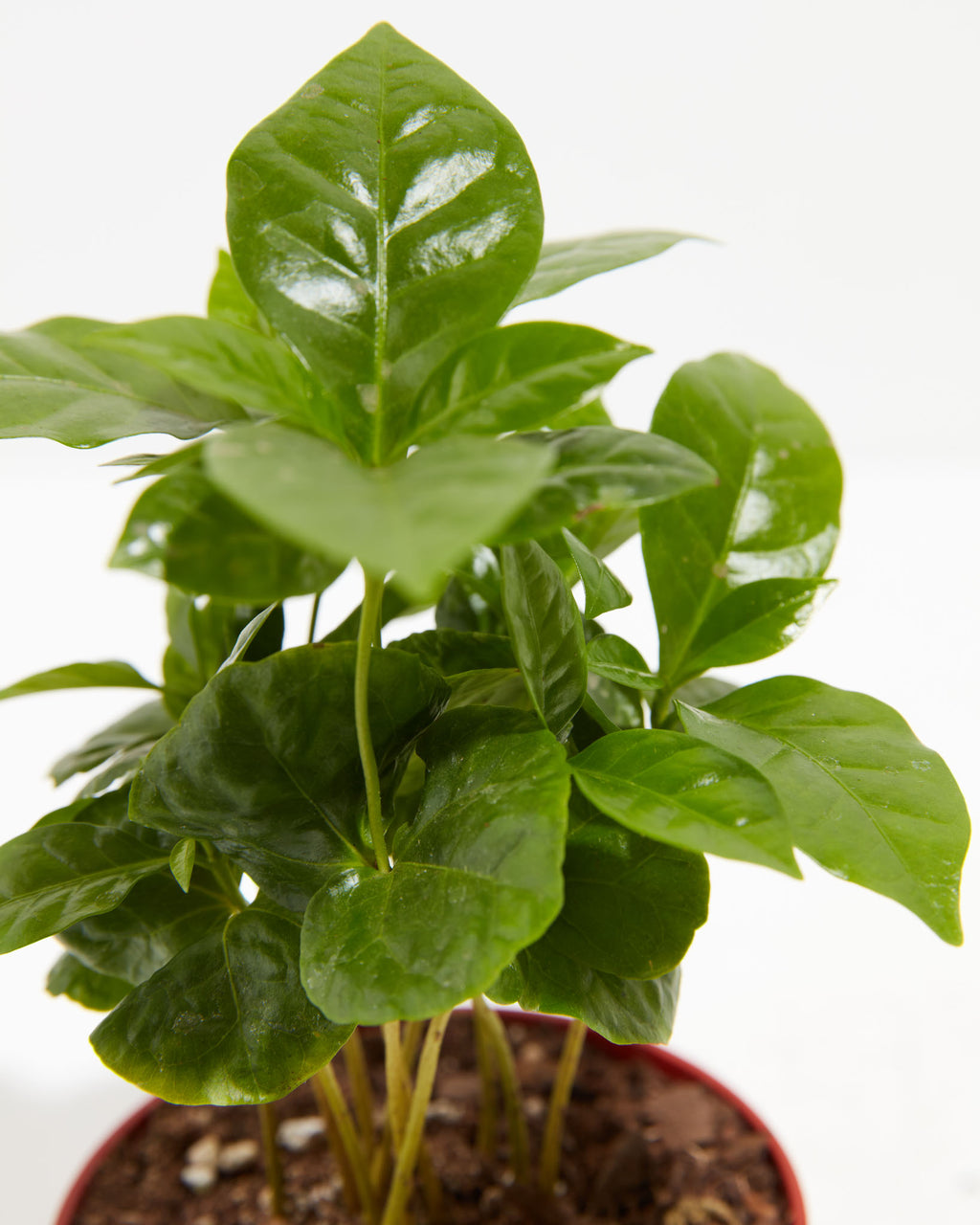 Coffee Plant for Sale Including Care Guide & Growing Tips