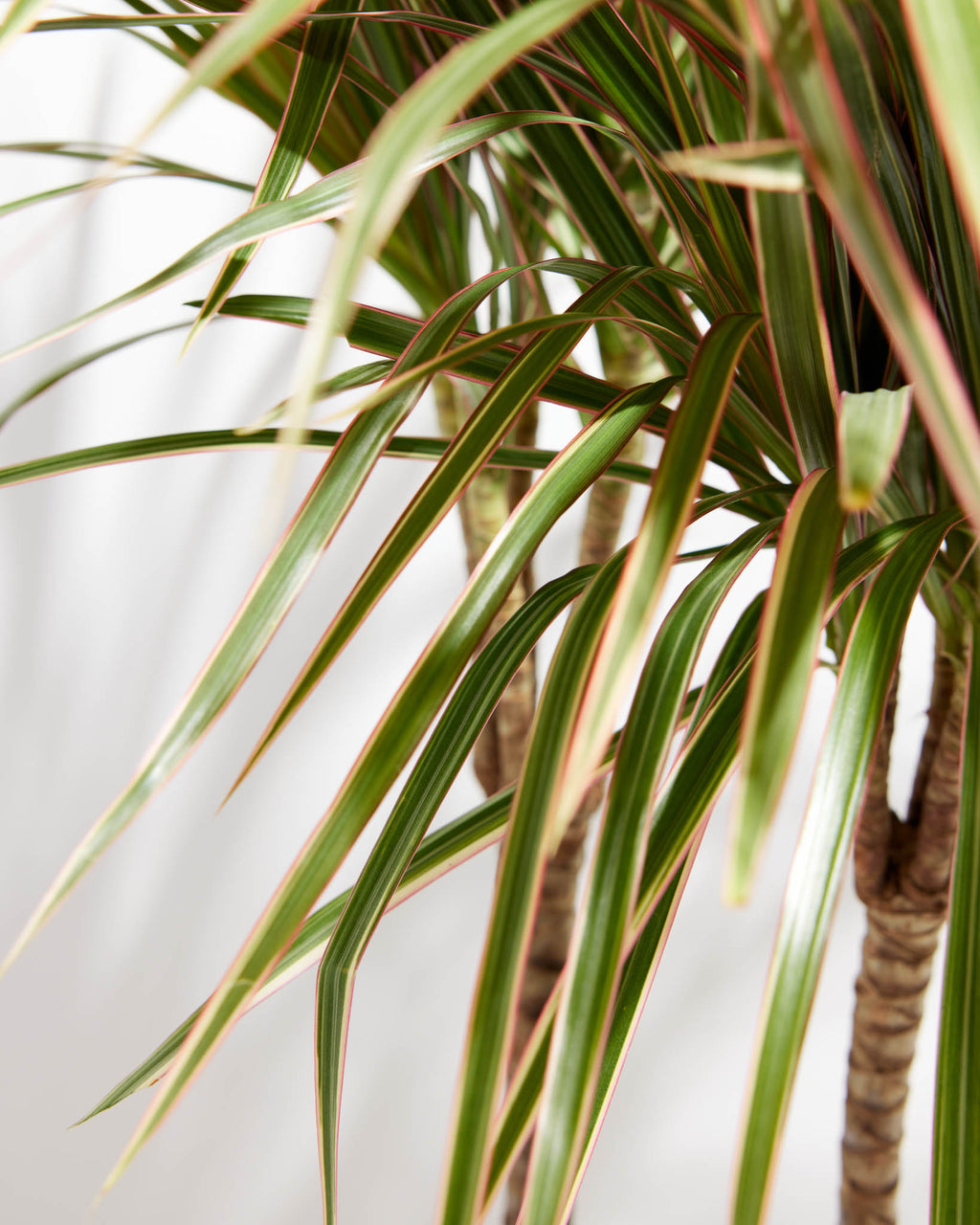 Dracaena Bicolor Cane | Indoor Plants | Lively Root