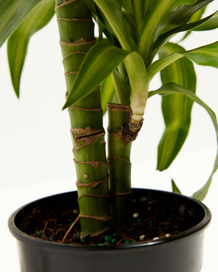 Dracaena Cane Massangeana | Cane Plant | Lively Root