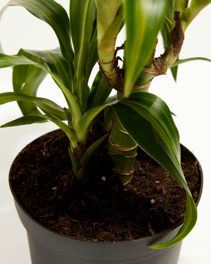 Dracaena Cane Massangeana | Cane Plant | Lively Root