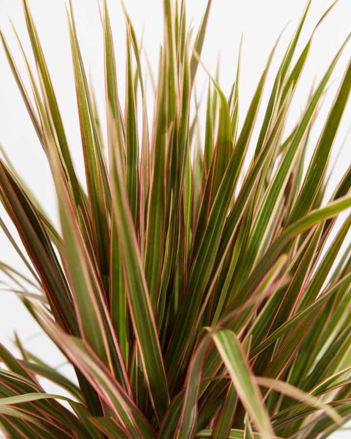 Dracaena Marginata Colorama