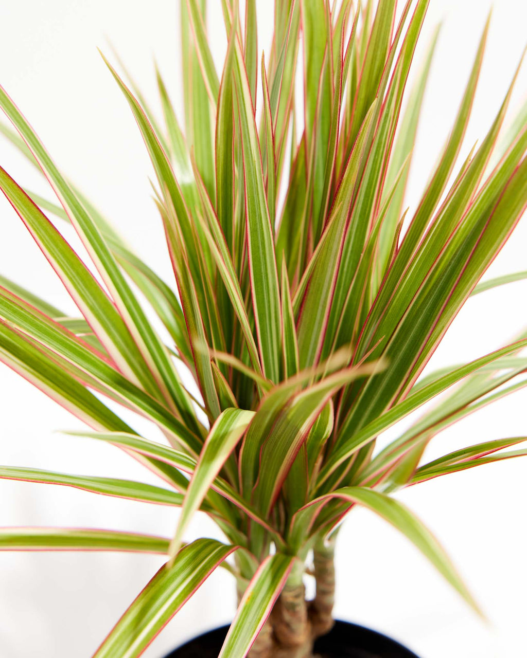 Colorama Cane Dragon Plant (Dracaena) | Lively Root
