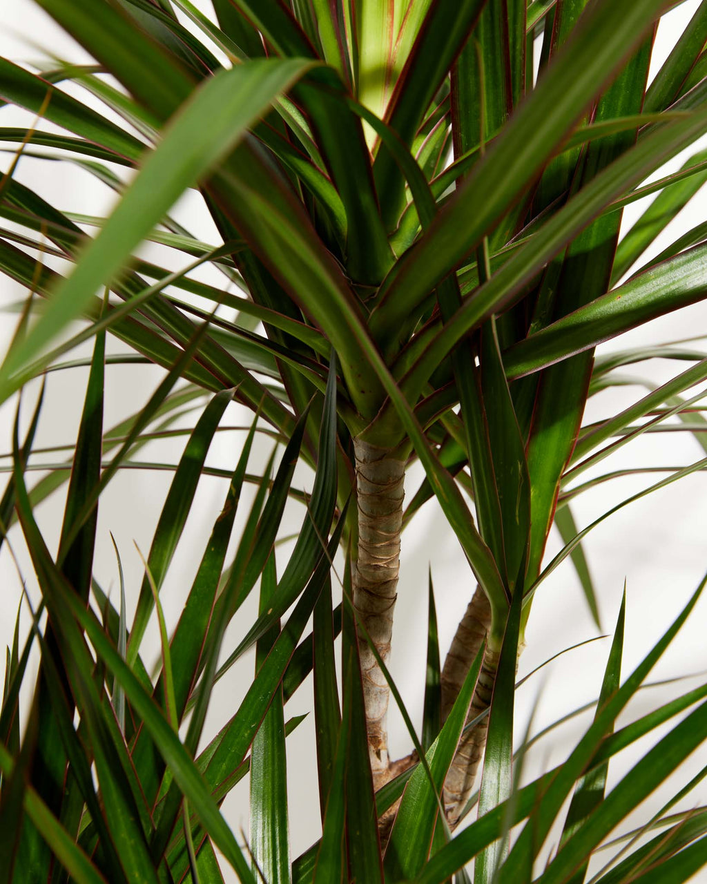 Dracaena Marginata For Sale (Dragon Tree) With Care Guide