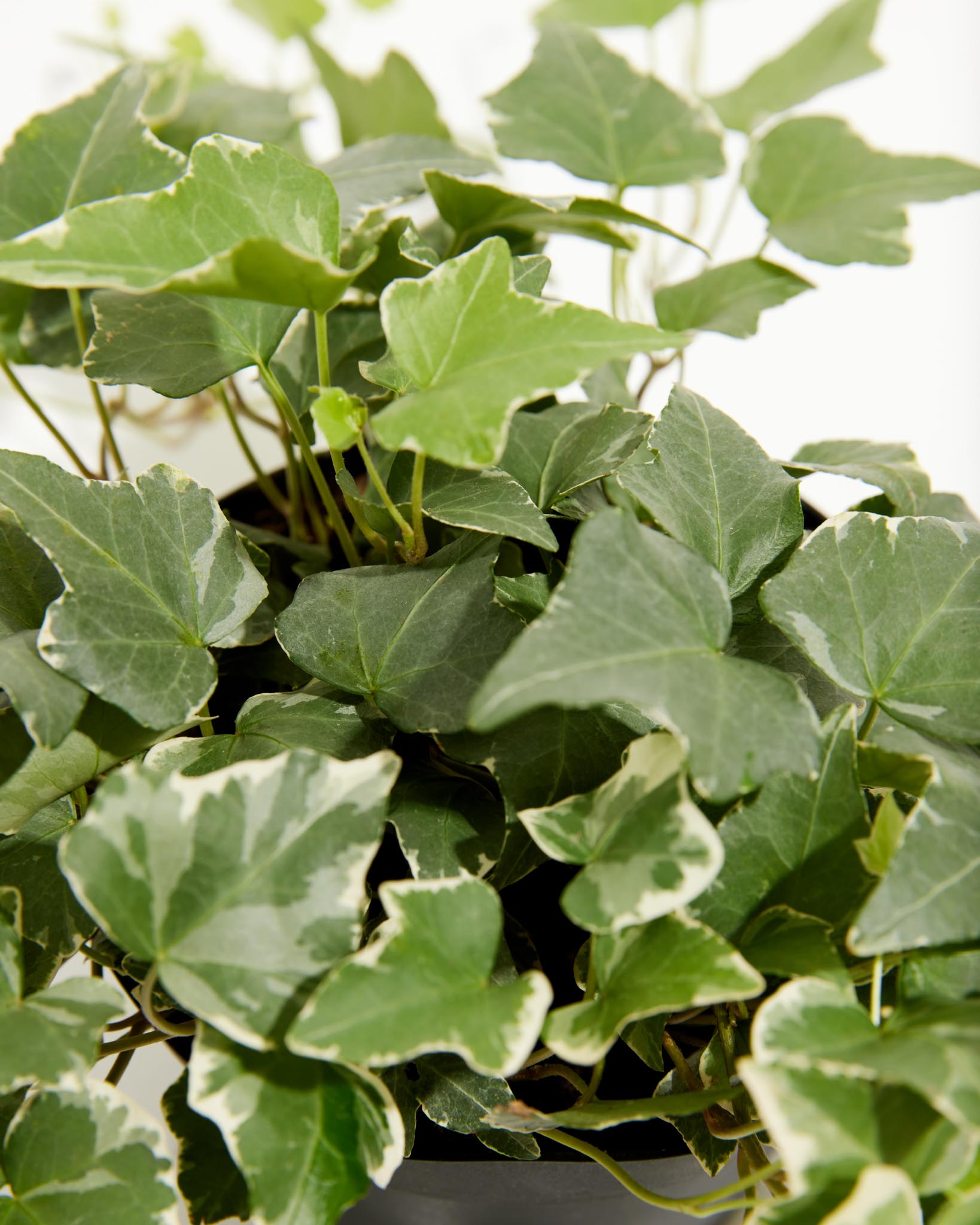 English Ivy Glacier For Sale, Care Guide & Growing Tips