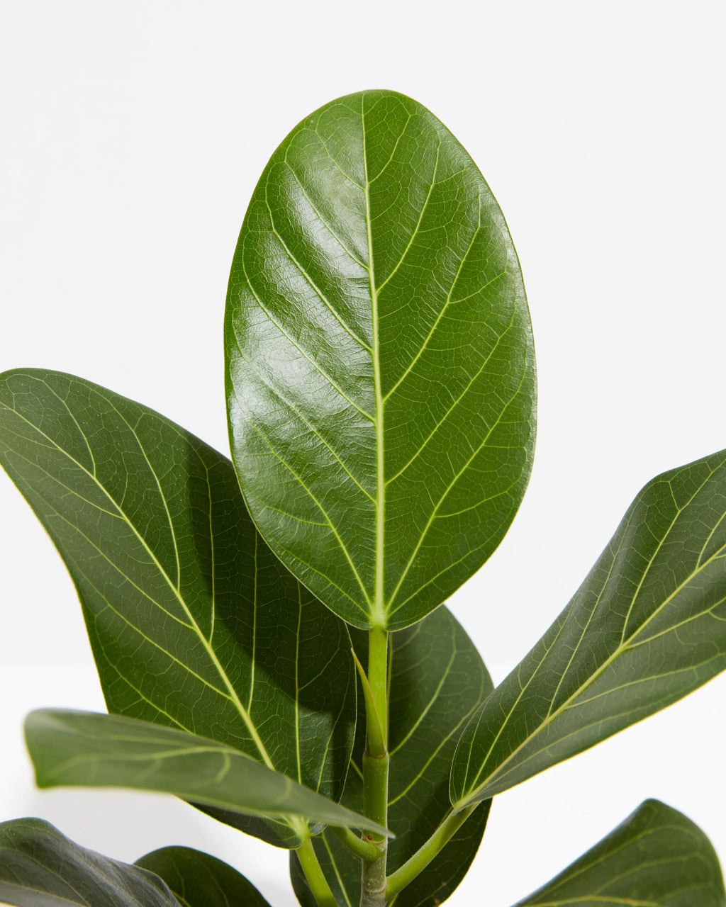 Ficus Audrey For Sale, Including Care Guide & Growing Tips